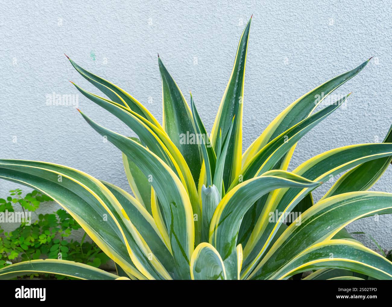 agave plant leaves on a decorative flower bed in the greenhouse Stock ...
