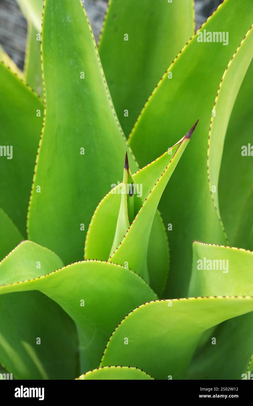 agave plant leaves on a decorative flower bed in the greenhouse Stock ...