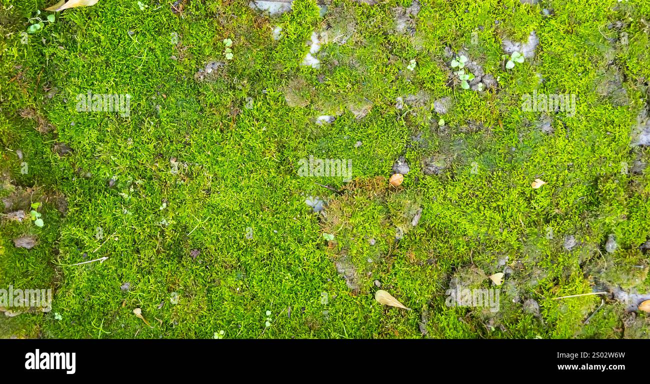 Moss is used for gardens and bonsai as a aesthetic sense Stock Photo ...