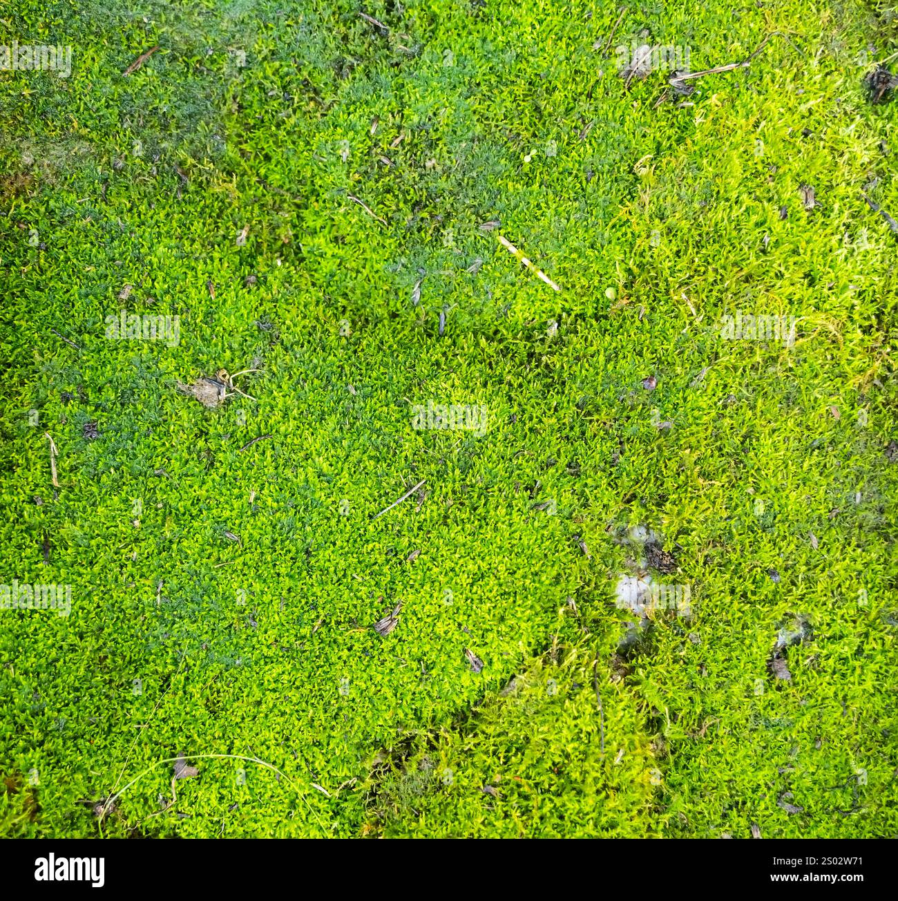 Moss is used for gardens and bonsai as a aesthetic sense Stock Photo ...