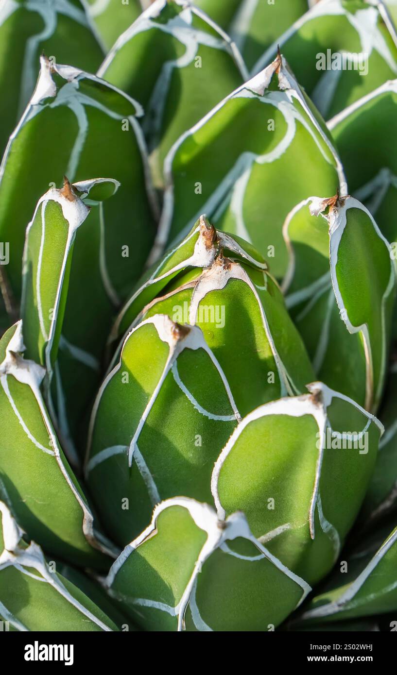 Queen Victoria's agave on a decorative flower bed in the greenhouse ...