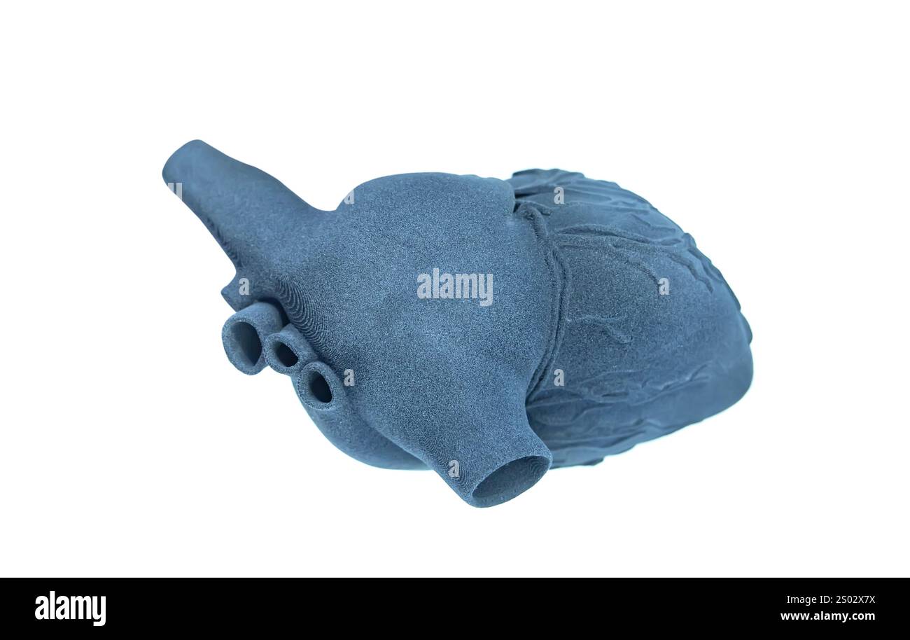 Model of human heart made by 3d printer,Concept new modern printing ...