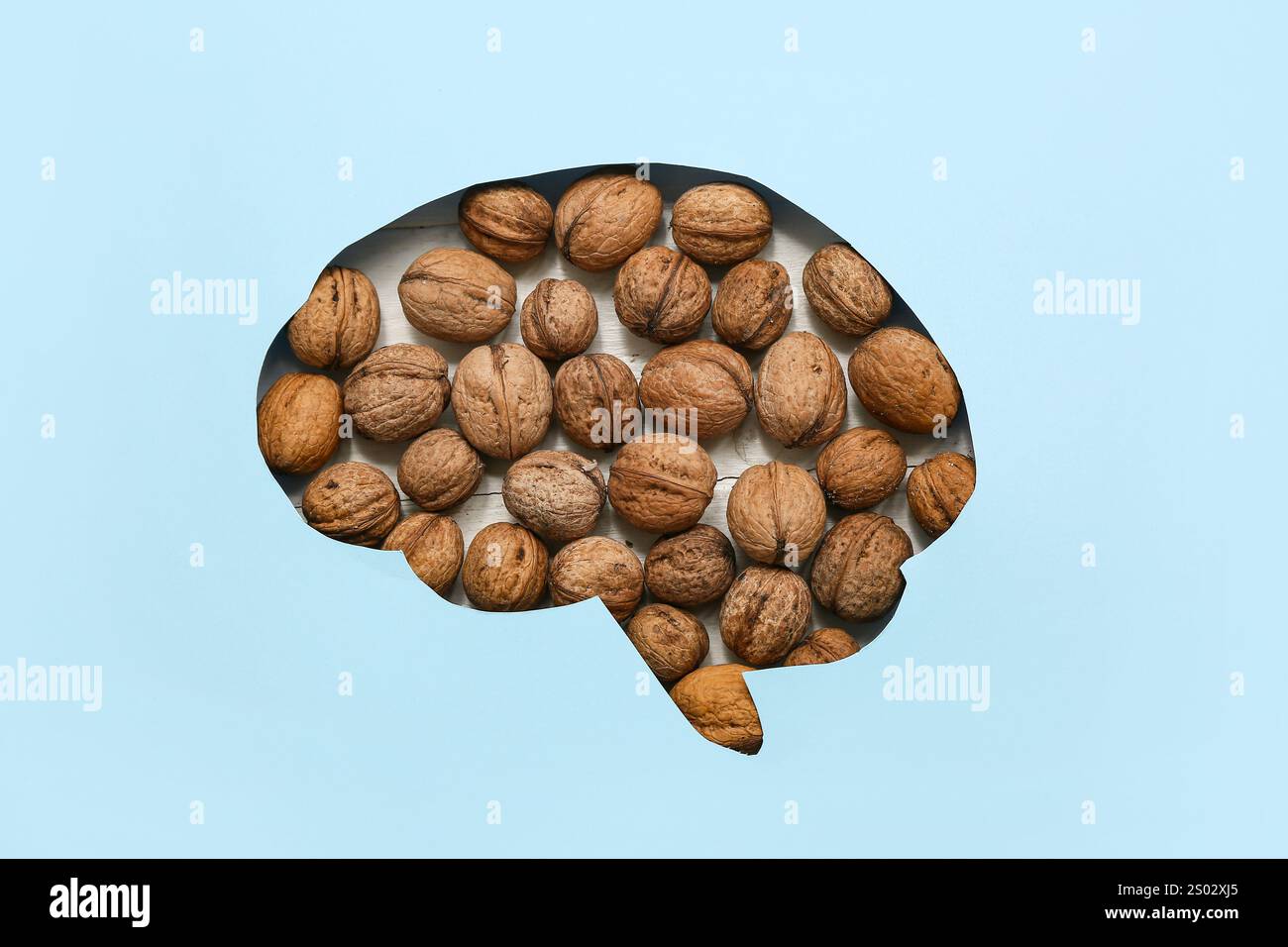 Cut-out blue paper in shape of human brain with walnuts Stock Photo - Alamy