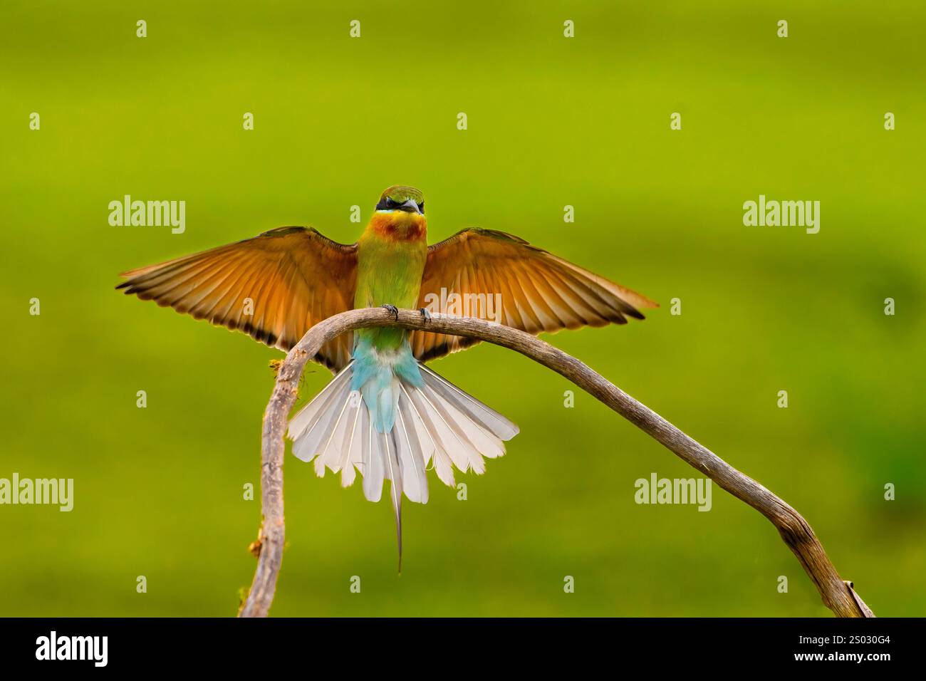 Stunning Blue-taied Bee eater bird landing on perch Stock Photo - Alamy