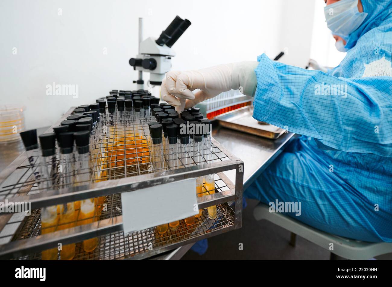 Technician works on analysis creating bacteriophage in lab Stock Photo ...