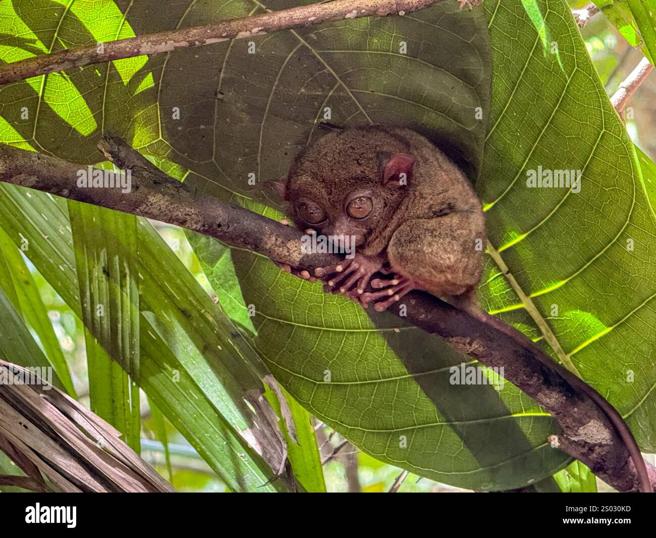Philippine Tarsier Resting Under Tropical Leaves Stock Photo - Alamy