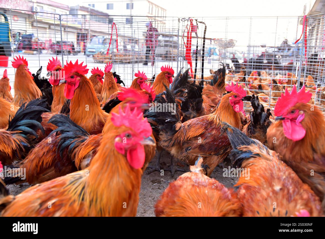 Farmers shop for roosters at a livestock and poultry market in ...