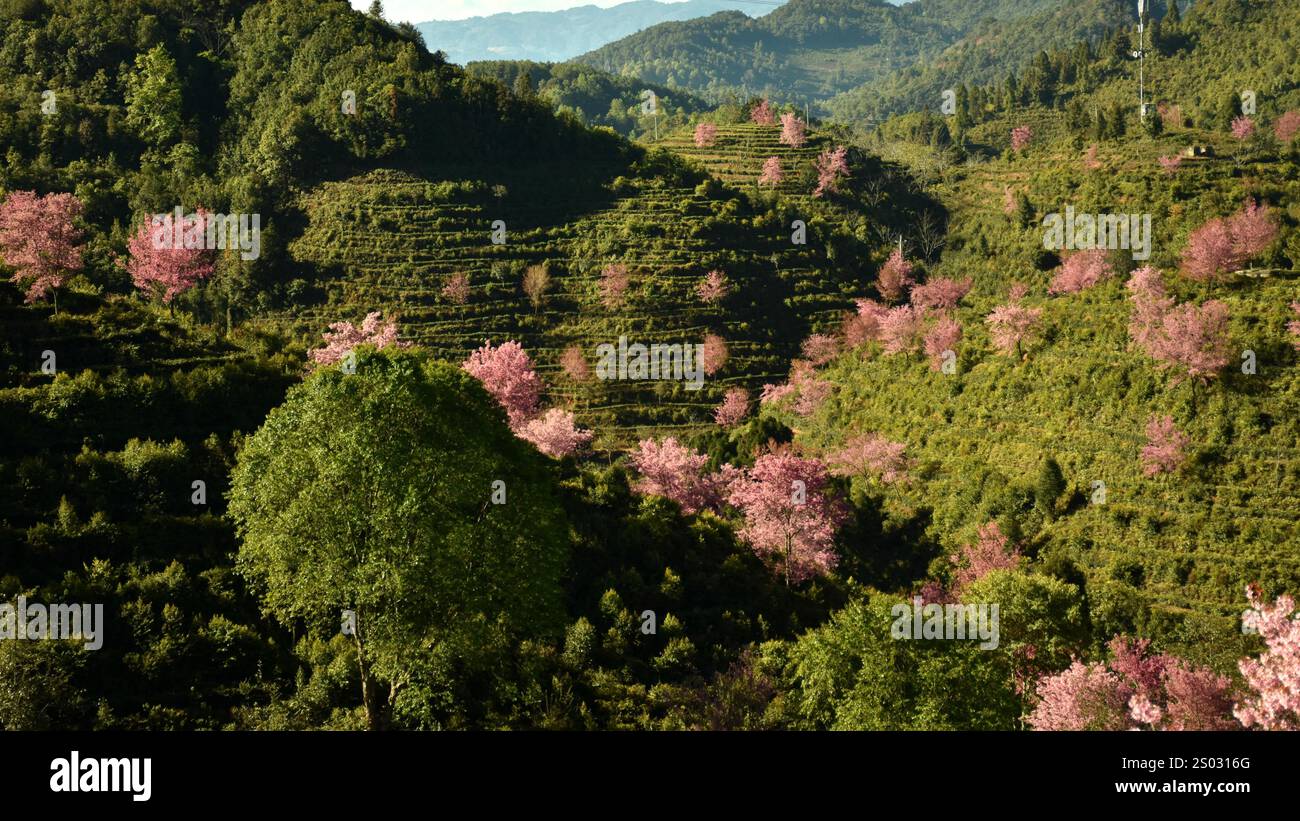 Winter scenery of a tea garden in Changning County, Baoshan City ...