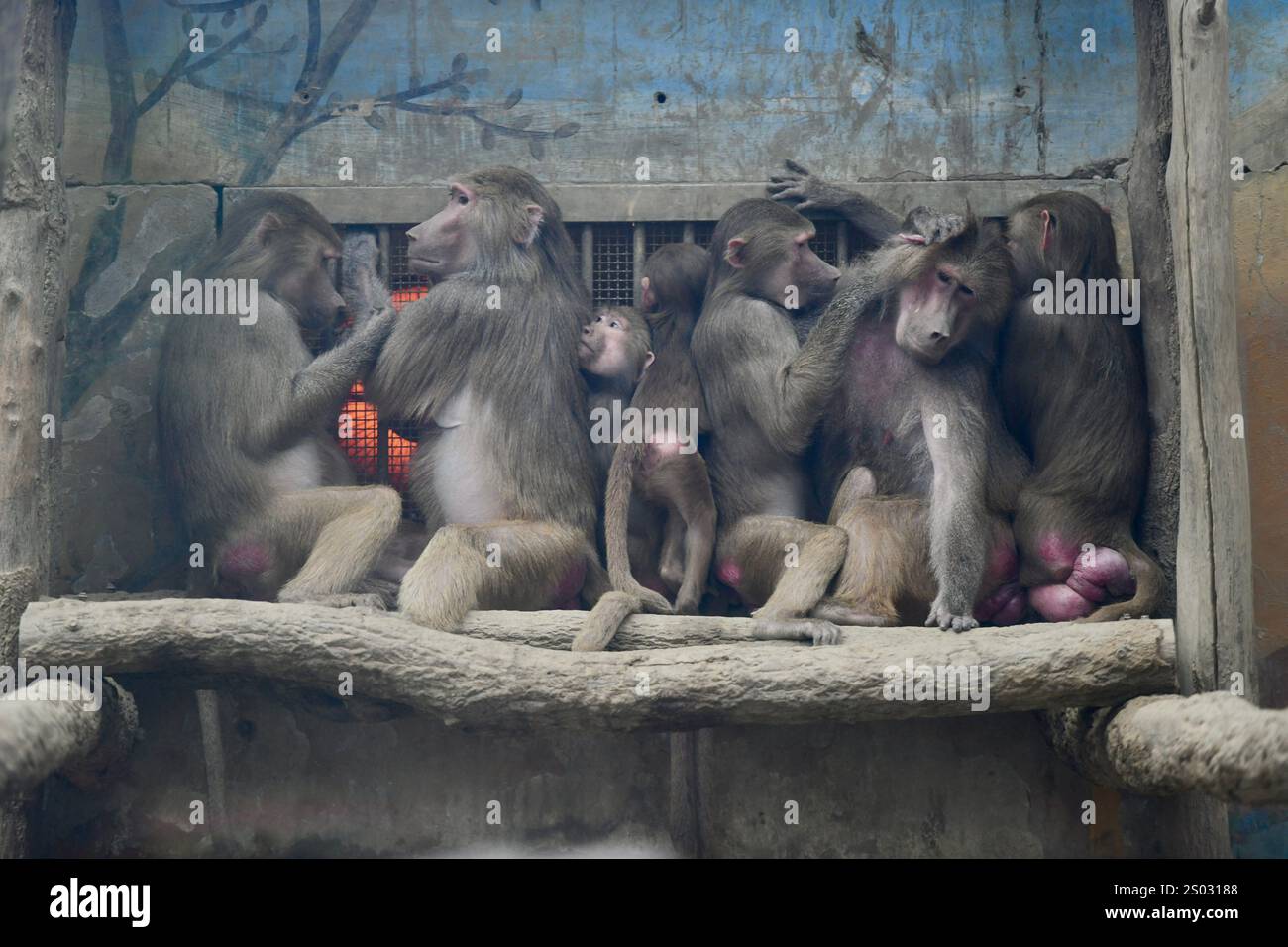 Chengdu,China.24th December 2024. Baboons huddle together beside an ...