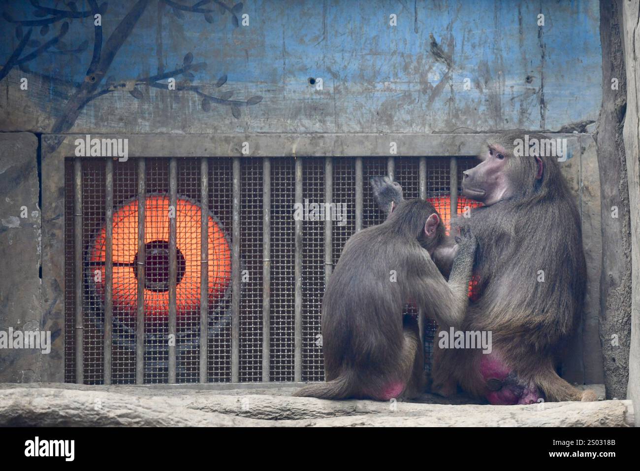 Chengdu,China.24th December 2024. Baboons huddle together beside an ...