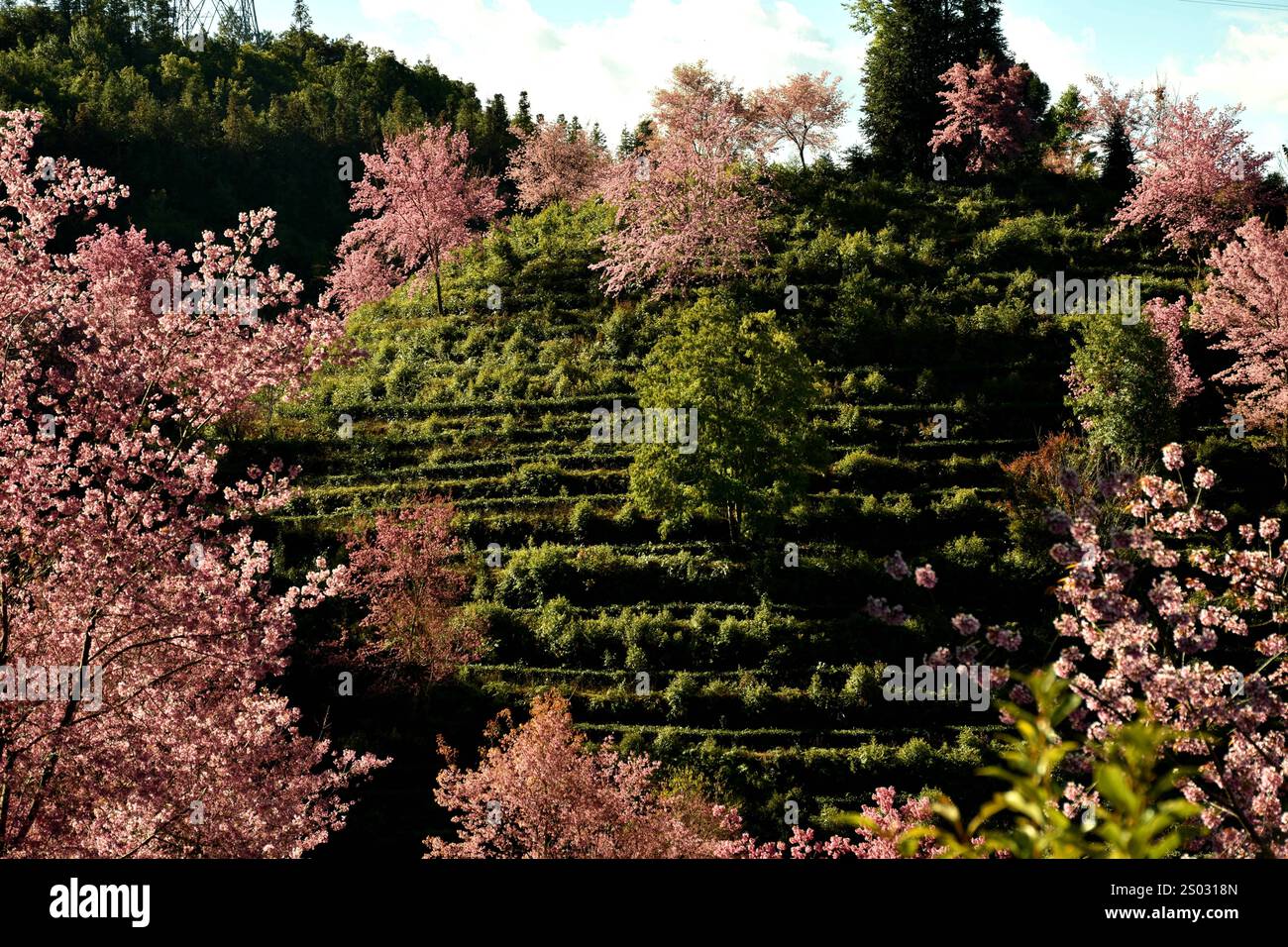 Winter scenery of a tea garden in Changning County, Baoshan City ...