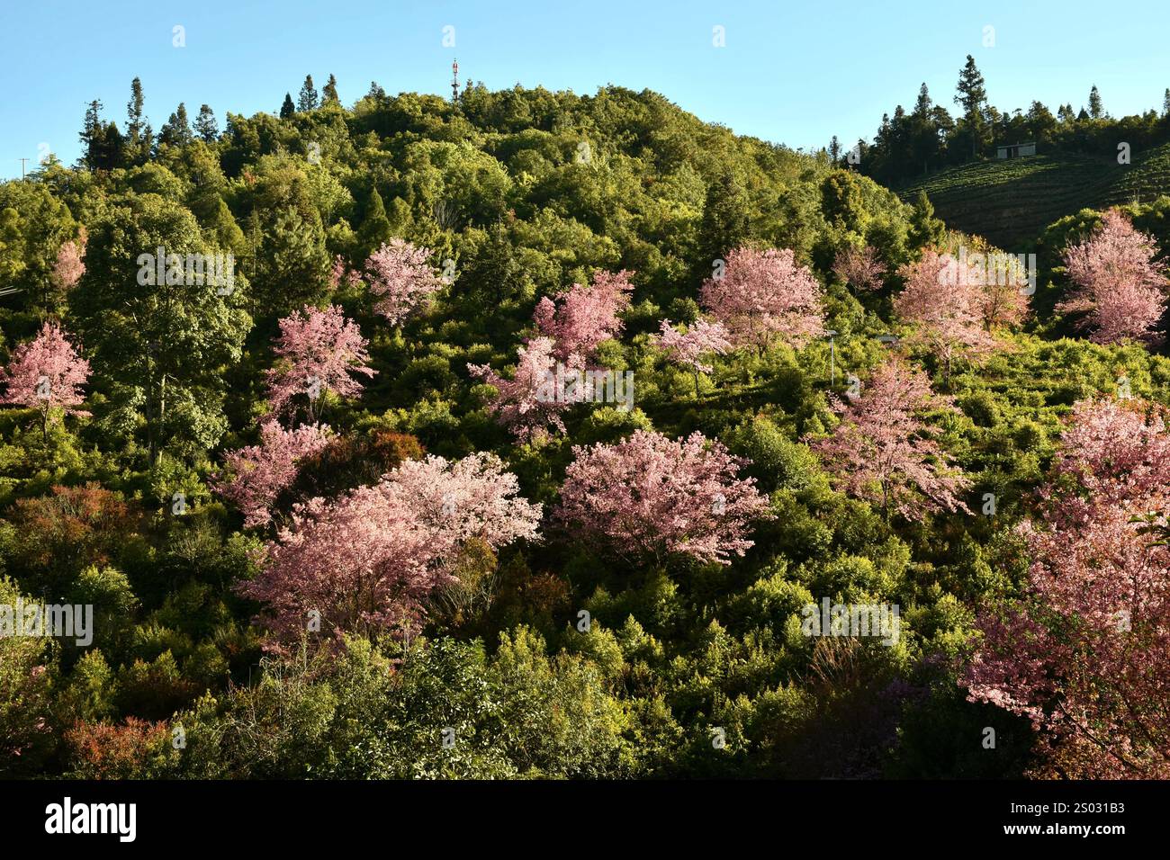 Winter scenery of a tea garden in Changning County, Baoshan City ...