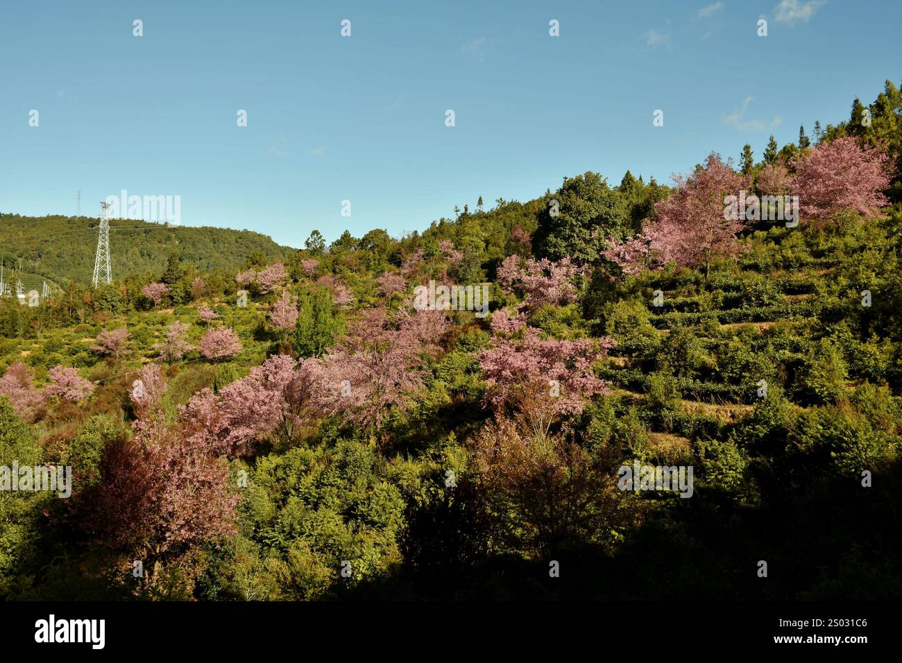 Winter scenery of a tea garden in Changning County, Baoshan City ...