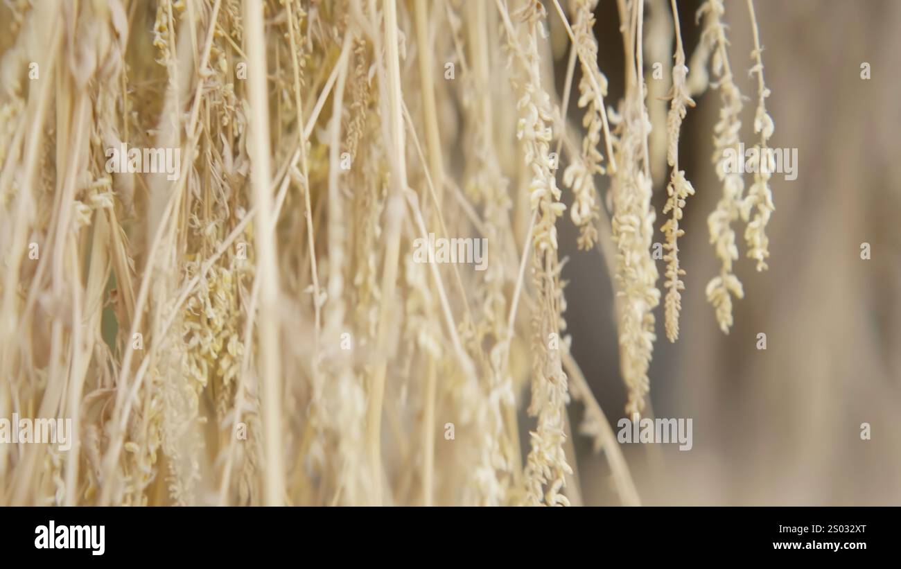 Dried Grain Close Up A Detailed Look at the Natural Harvest Texture in ...
