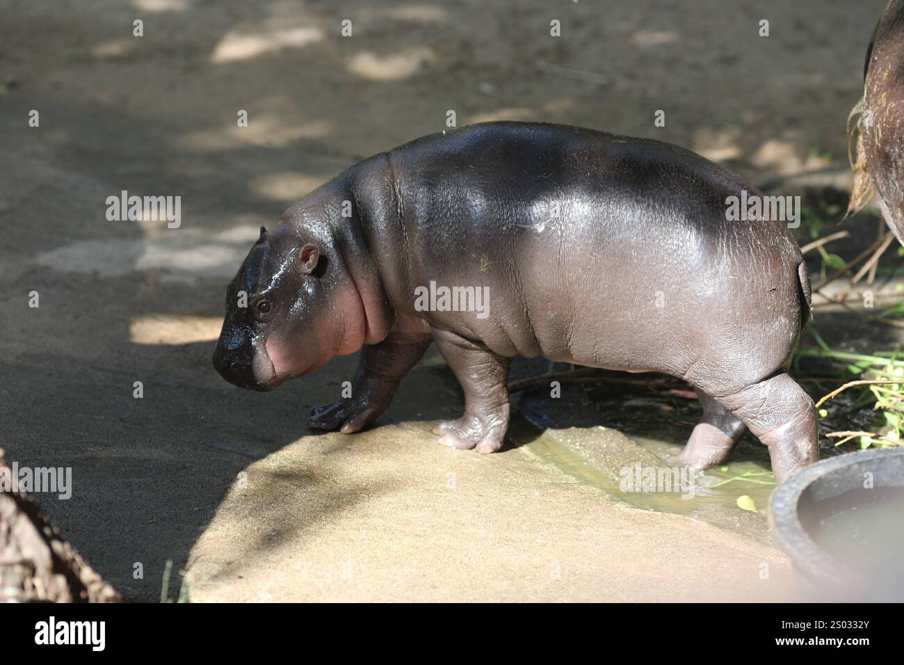 Moo Daeng the pygmy hippo at Khao Kheow Open Zoo Stock Photo - Alamy