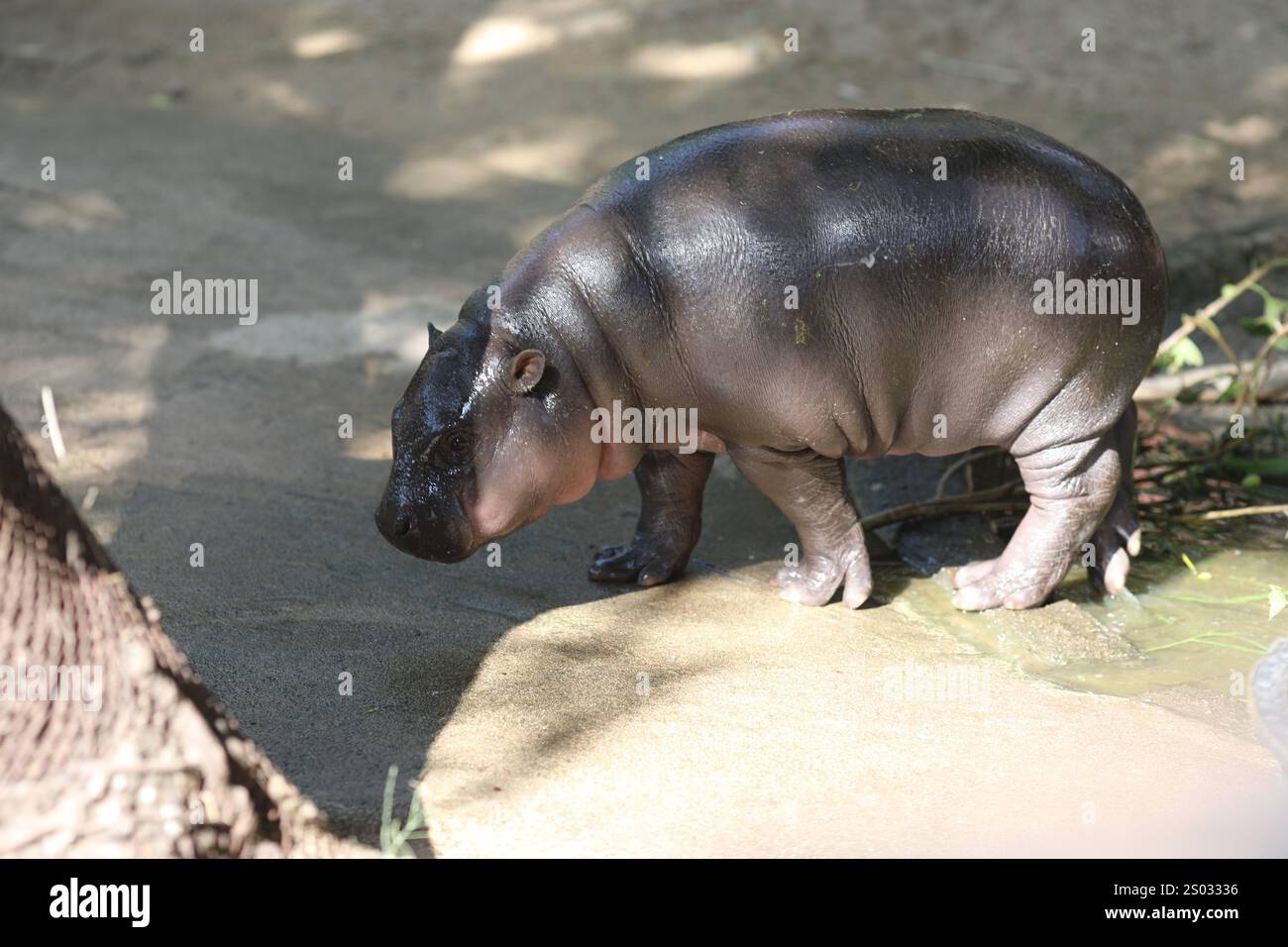 Kheow open zoo hi-res stock photography and images - Alamy