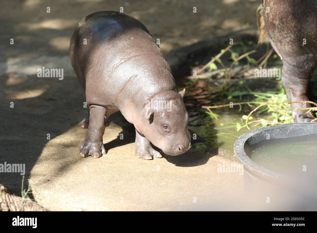 Moo Daeng the pygmy hippo at Khao Kheow Open Zoo Stock Photo - Alamy