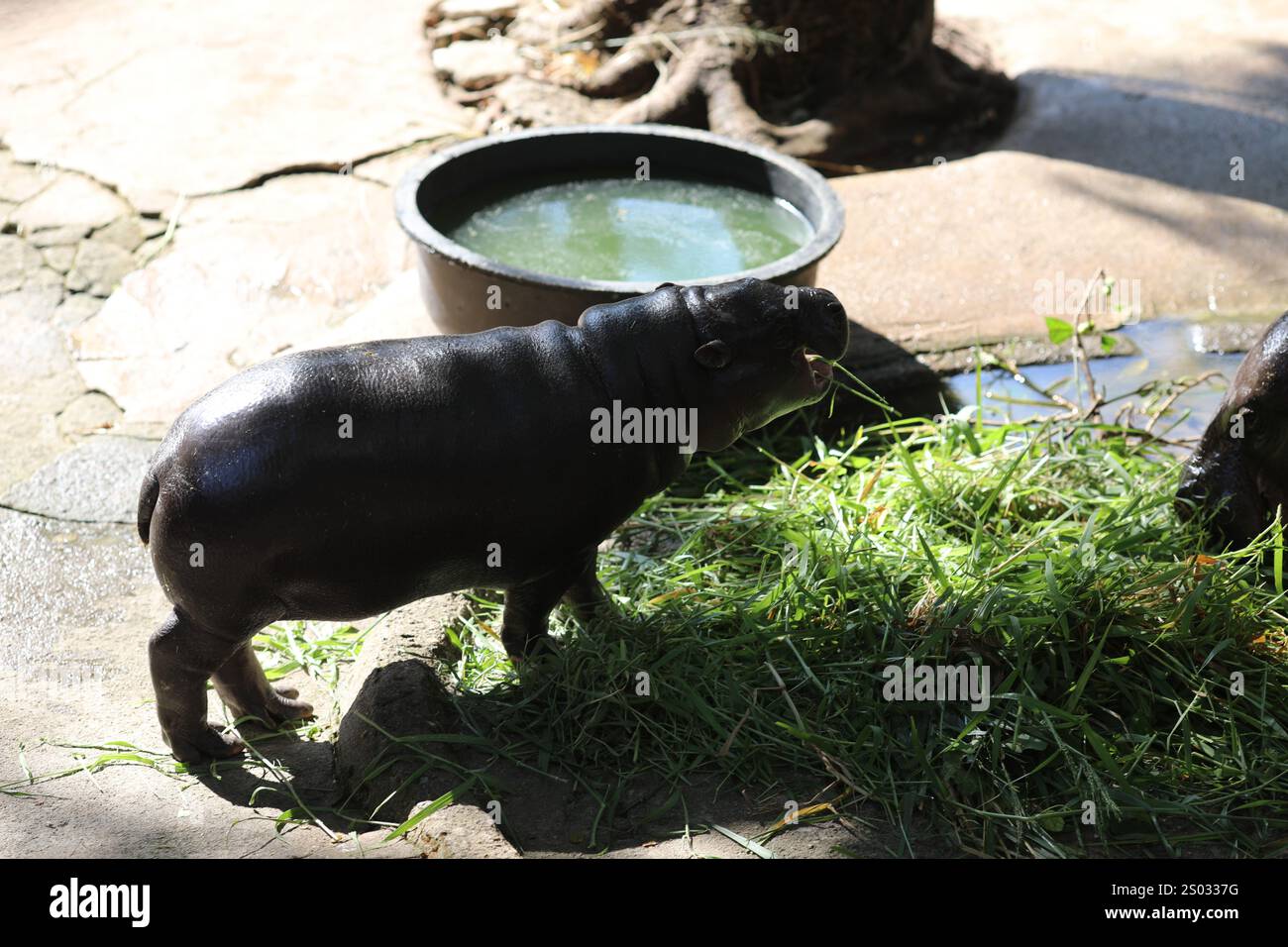 Moo Daeng the pygmy hippo at Khao Kheow Open Zoo Stock Photo - Alamy
