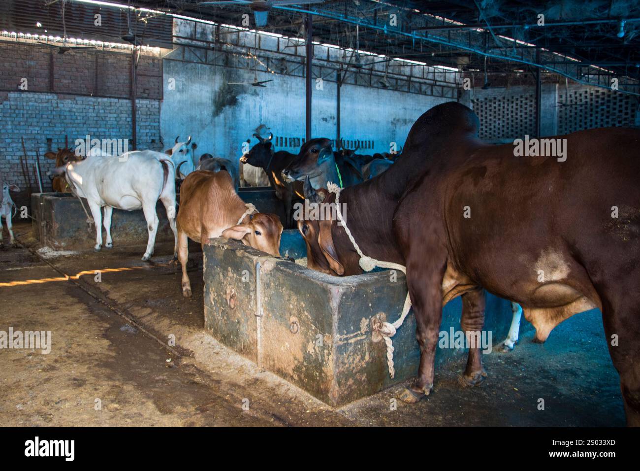 Goshala, cow shed at Panchavati facility, Karsevak Puram in Ayodhya, UP ...
