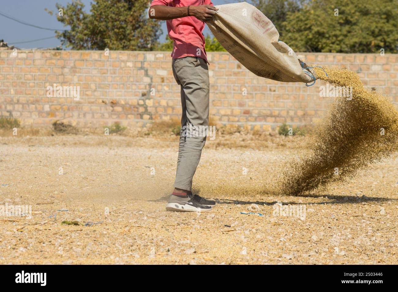 Preparing a feeding ground for Demoiselle cranes at Shree Panchi Chugga ...