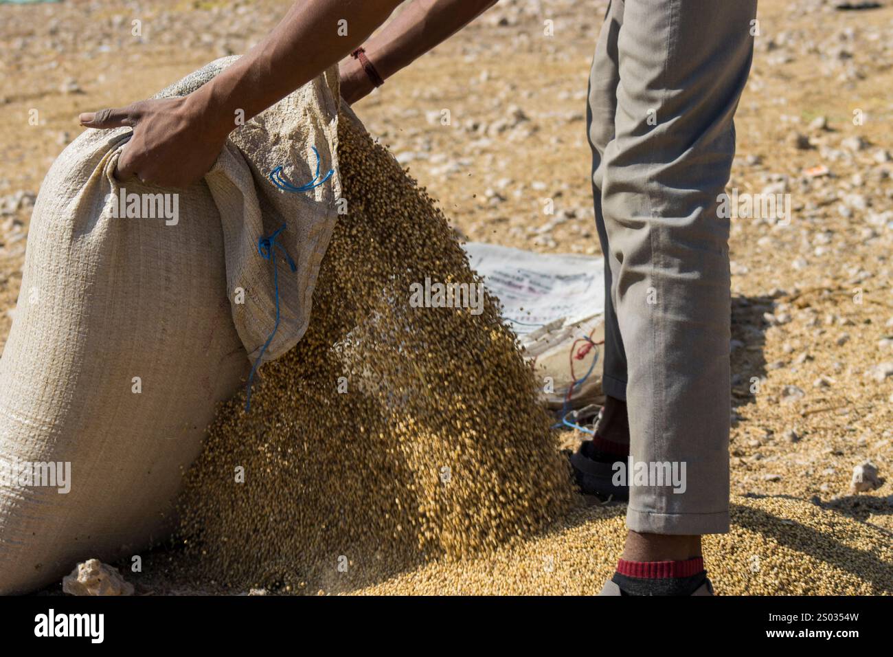 Preparing a feeding ground for Demoiselle cranes at Shree Panchi Chugga ...