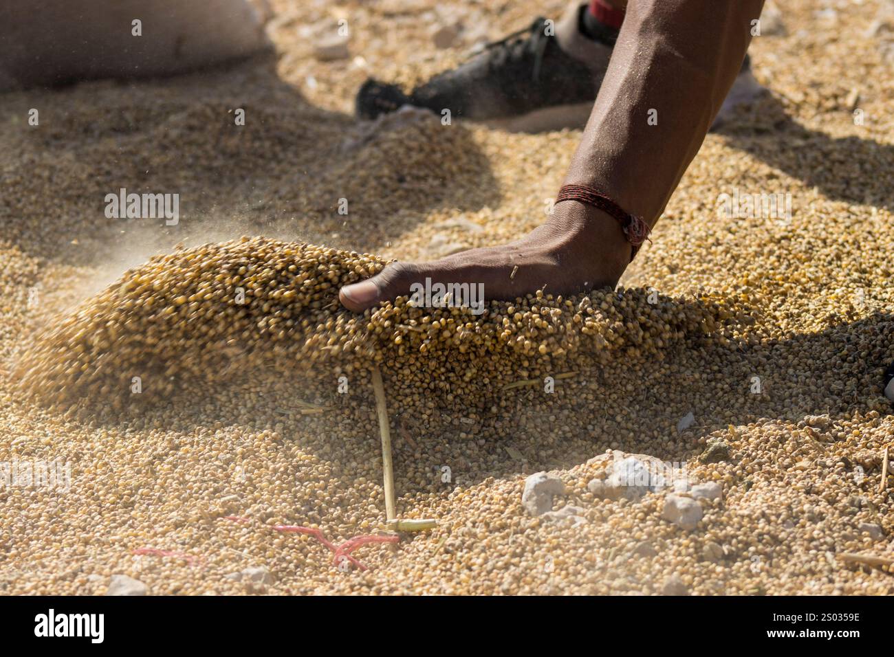Preparing a feeding ground for Demoiselle cranes at Shree Panchi Chugga ...