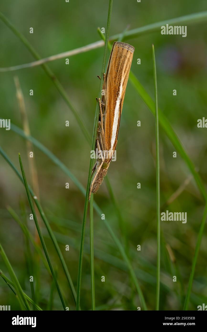 Common Grass-veneer - Agriphila tristella, tiny brown grass moth from ...