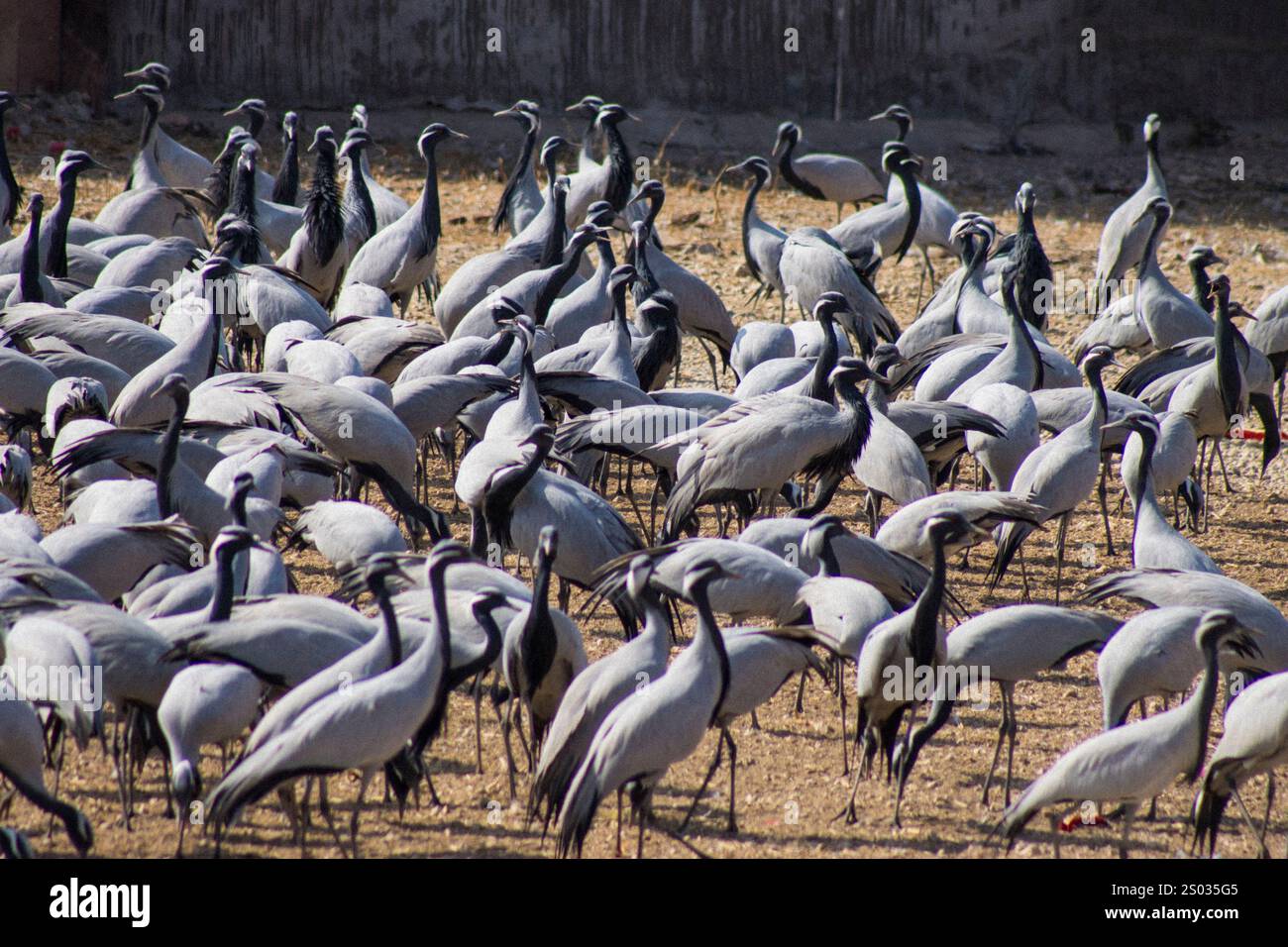 Demoiselle Cranes are migratory birds from Mongolia who come to Khichan ...