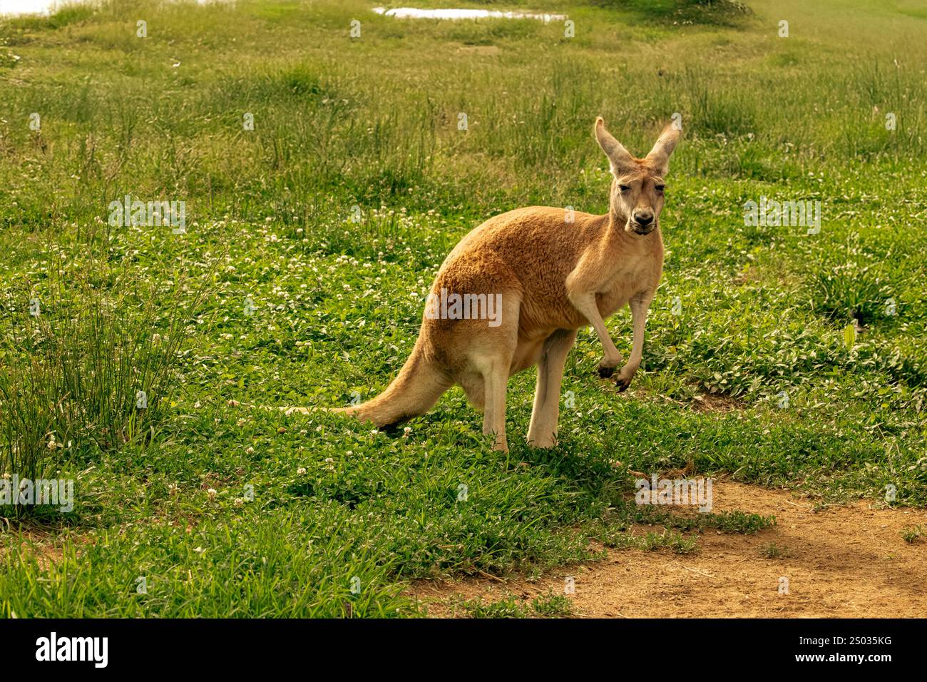 The perfect shot for your next project." "Versatile, professional, and ...