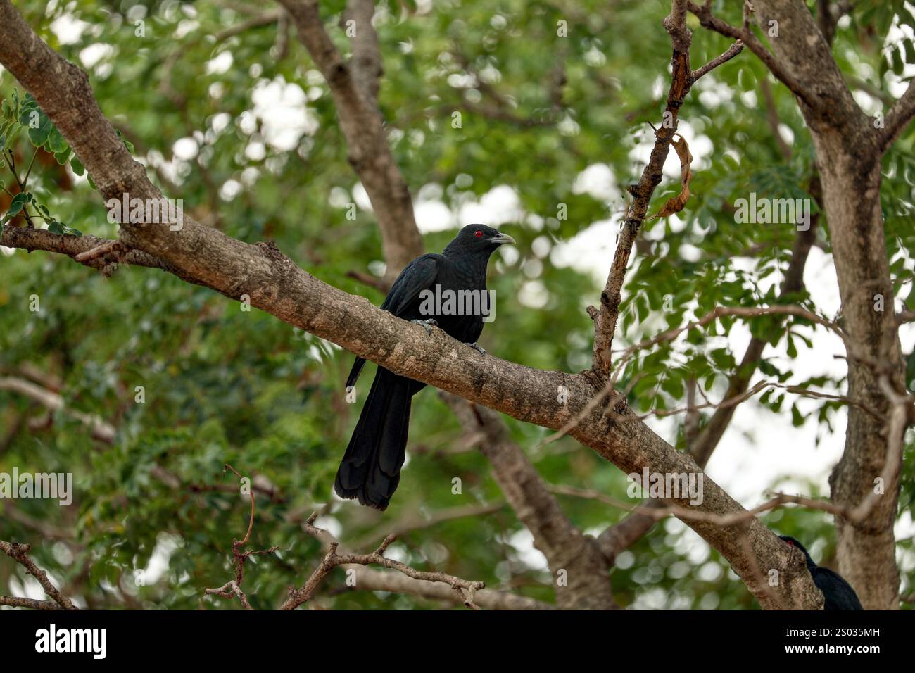 The perfect shot for your next project." "Versatile, professional, and ...