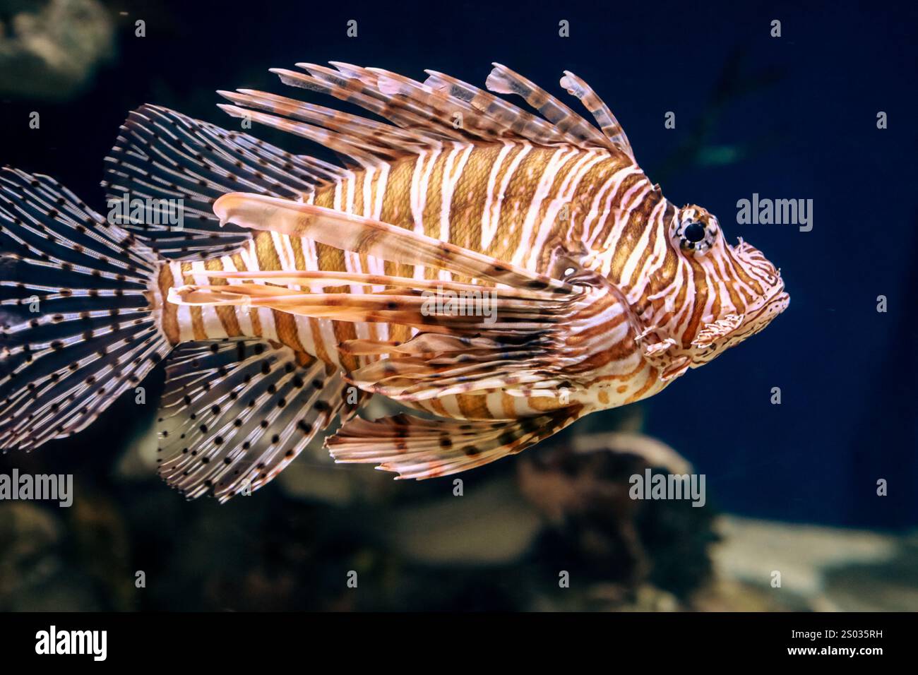 The perfect shot for your next project." "Versatile, professional, and ...