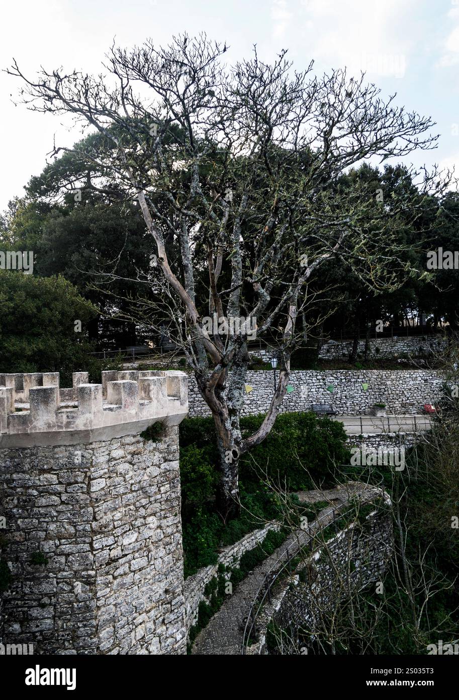 A tall, leafless tree stands beside a stone wall, with a winding path ...
