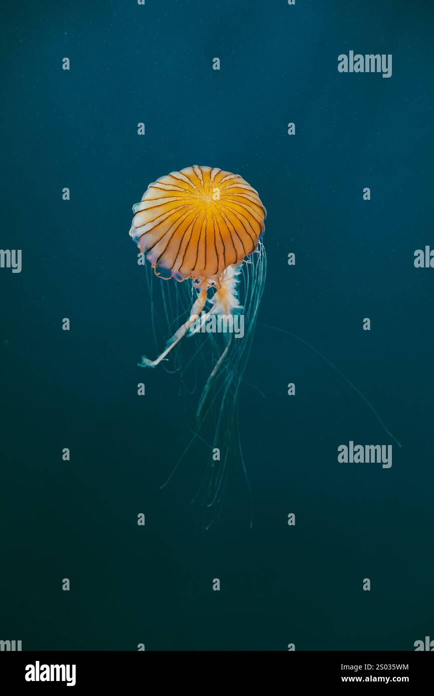 The perfect shot for your next project." "Versatile, professional, and ...