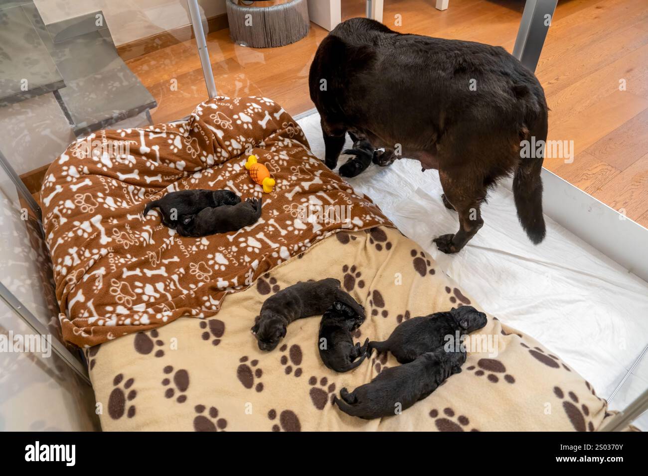 A loving Labrador mom with her playful puppies, showcasing maternal ...