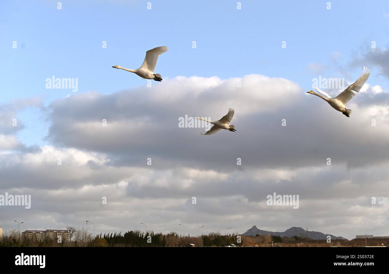 Swans gather at a lake in Rongcheng City, east China's Shandong ...