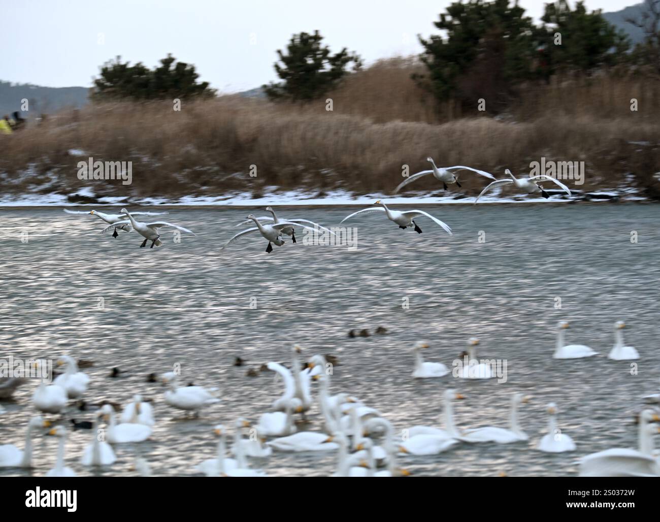 Swans gather at a lake in Rongcheng City, east China's Shandong ...