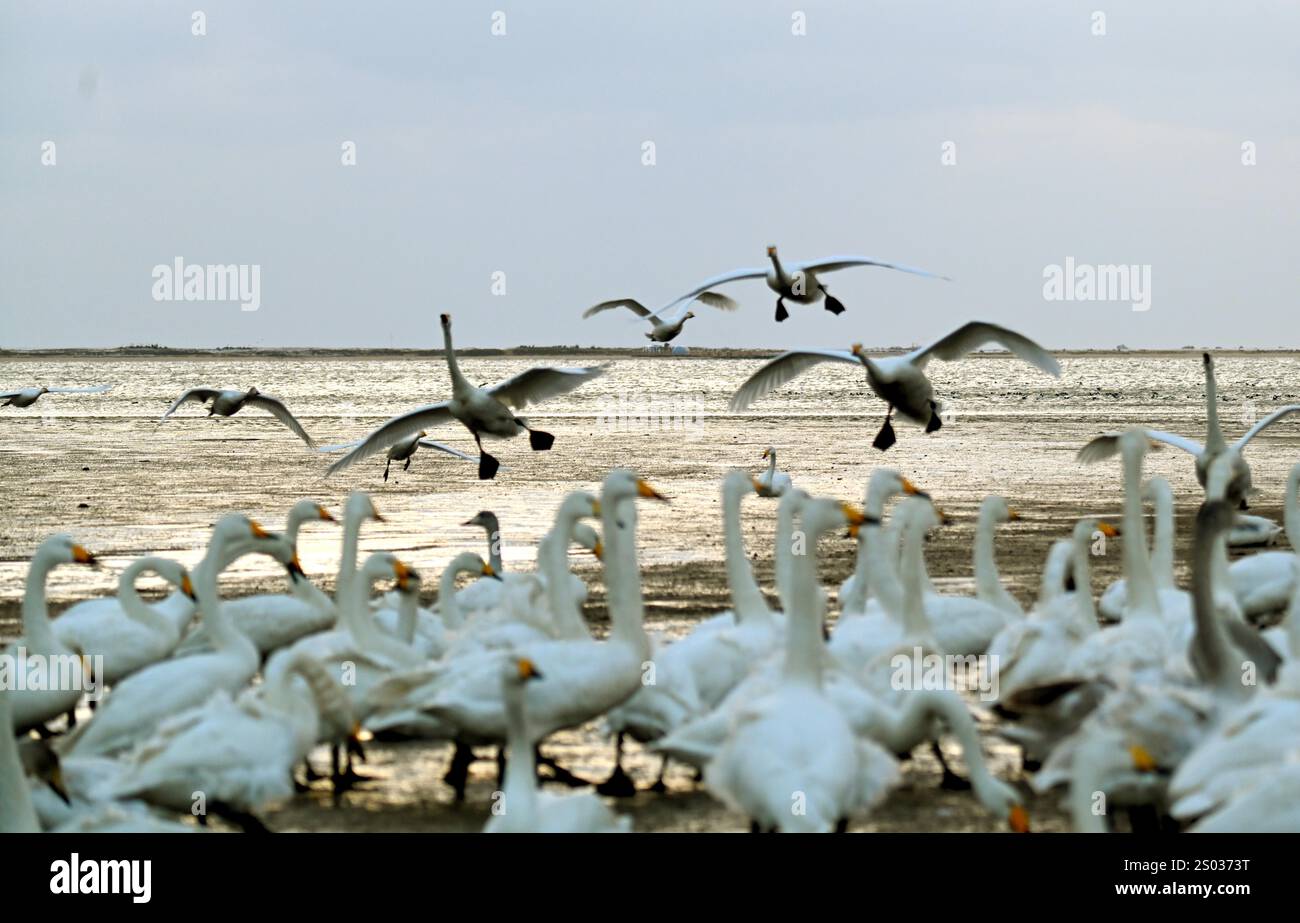 Swans gather at a lake in Rongcheng City, east China's Shandong ...