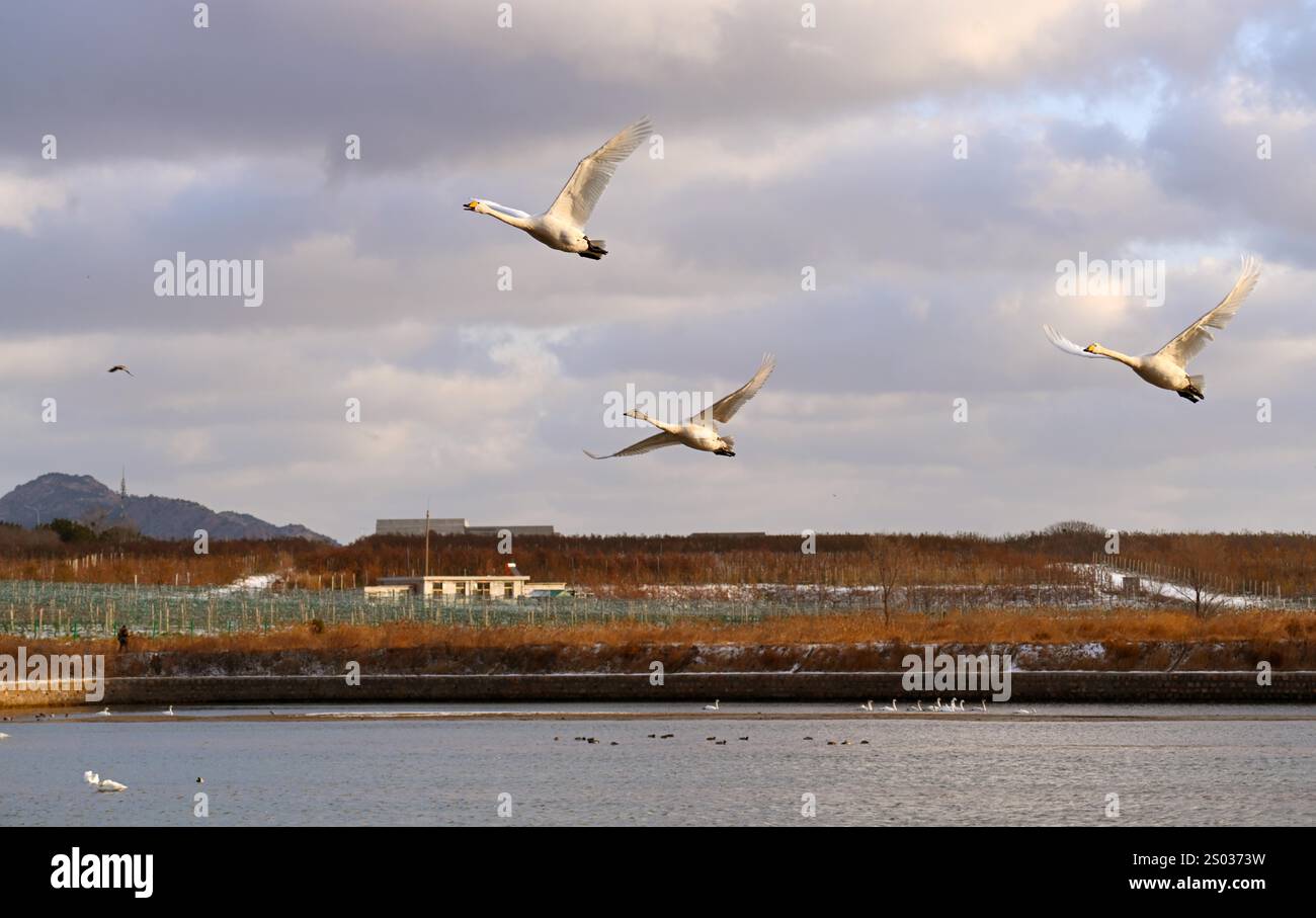 Swans gather at a lake in Rongcheng City, east China's Shandong ...