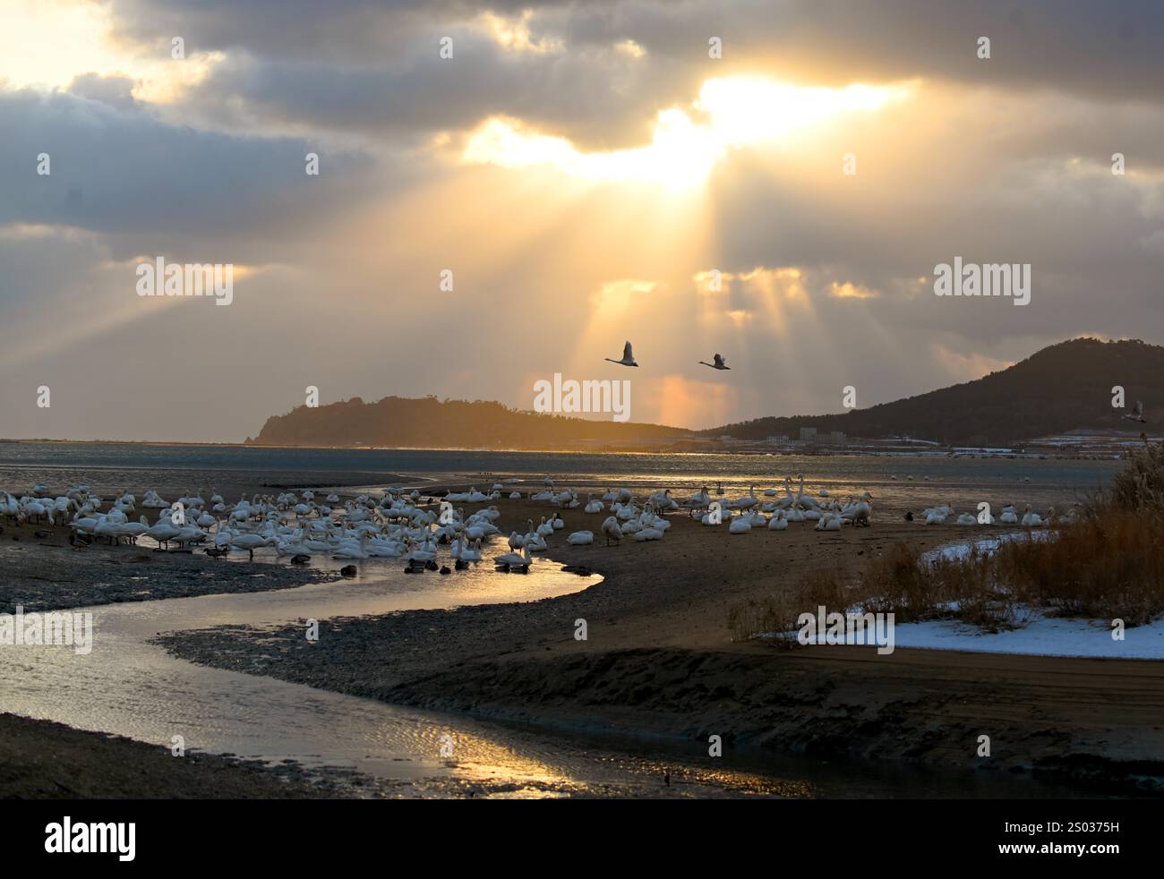 Swans gather at a lake in Rongcheng City, east China's Shandong ...