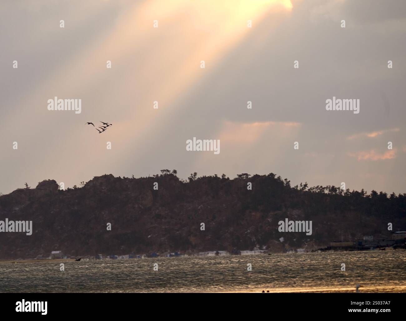 Swans gather at a lake in Rongcheng City, east China's Shandong ...