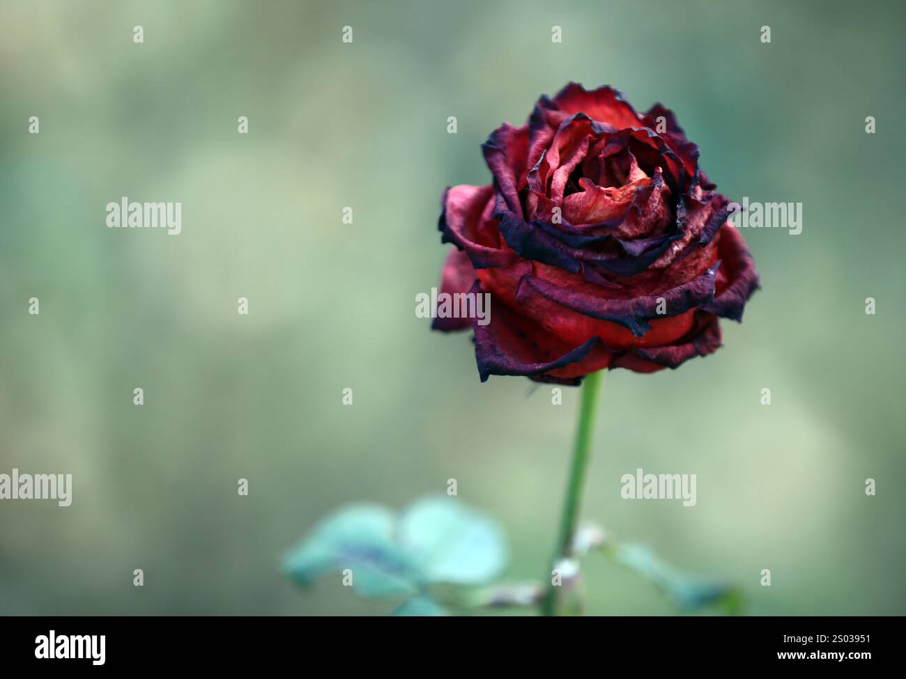 Chinese rose flowers bloom in winter in Huai'an City, east China's ...