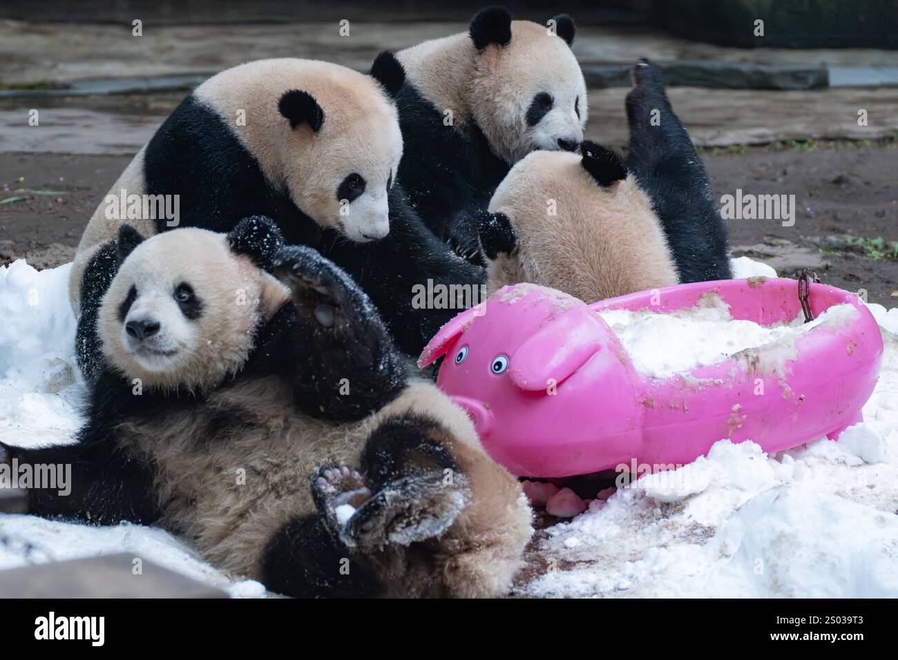 Giant pandas play with snow at Chongqing Zoo, Chongqing, China, 21 ...