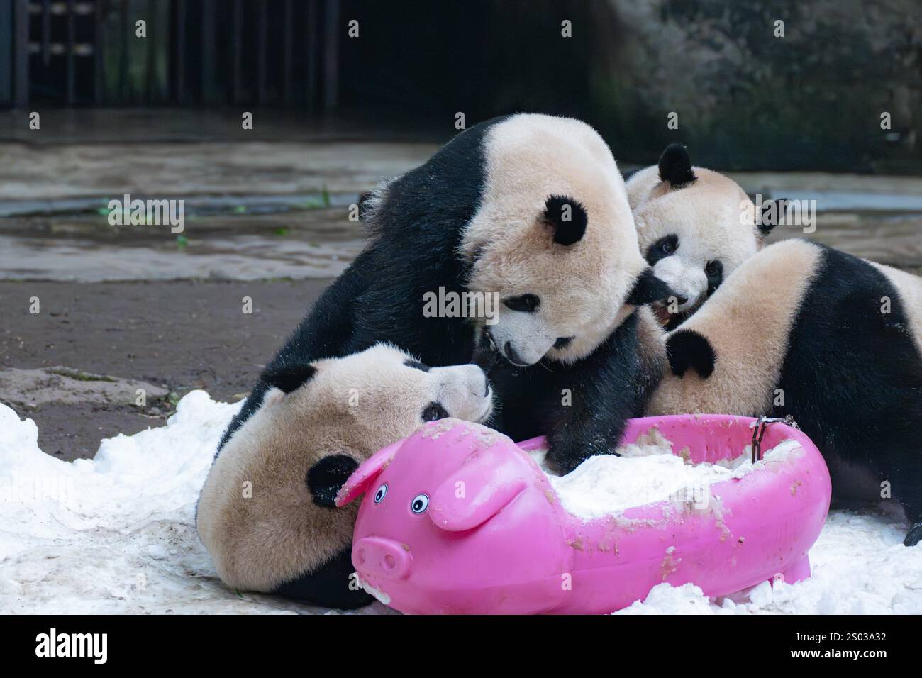 Giant pandas play with snow at Chongqing Zoo, Chongqing, China, 21 ...