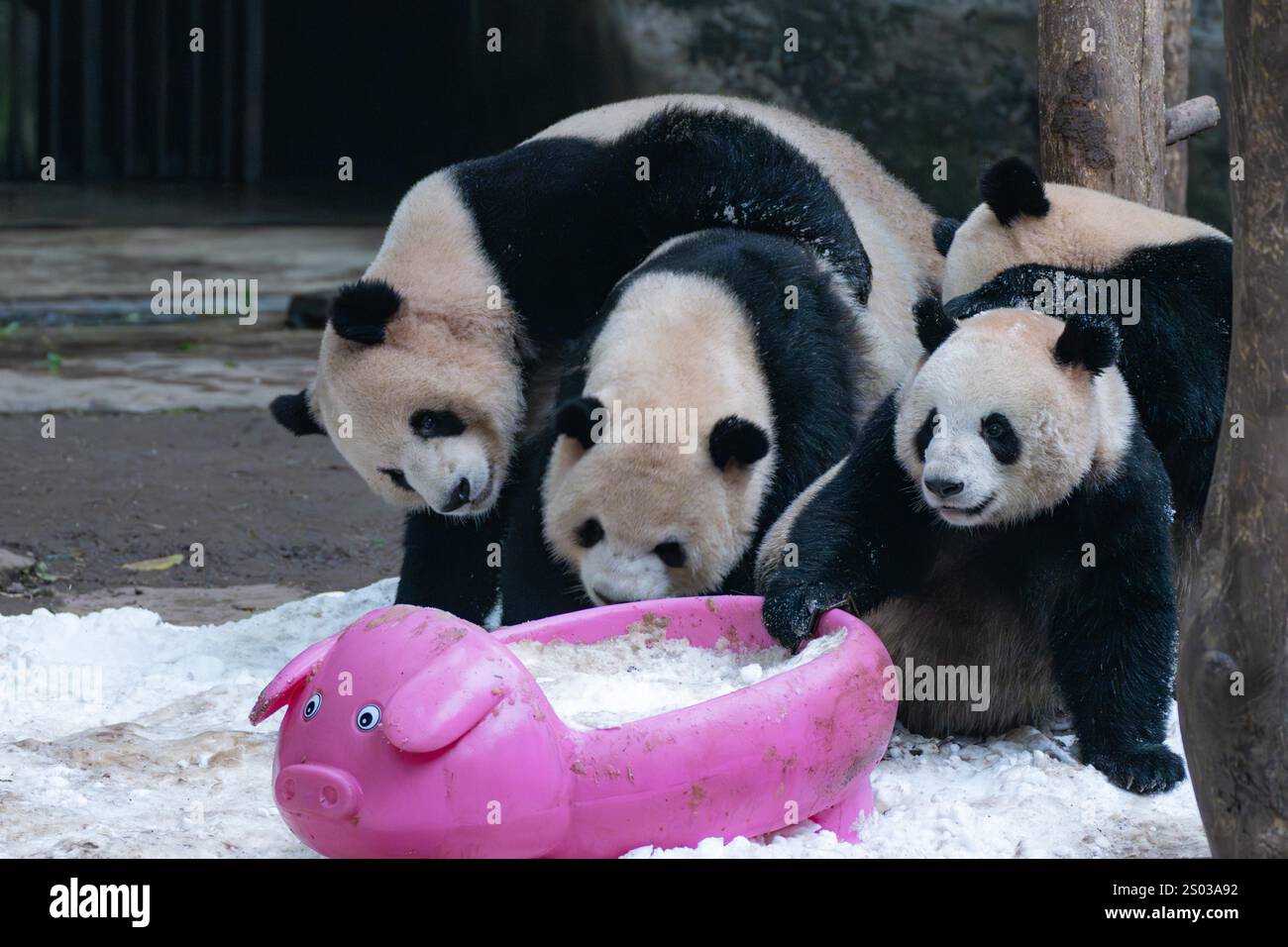 Giant pandas play with snow at Chongqing Zoo, Chongqing, China, 21 ...