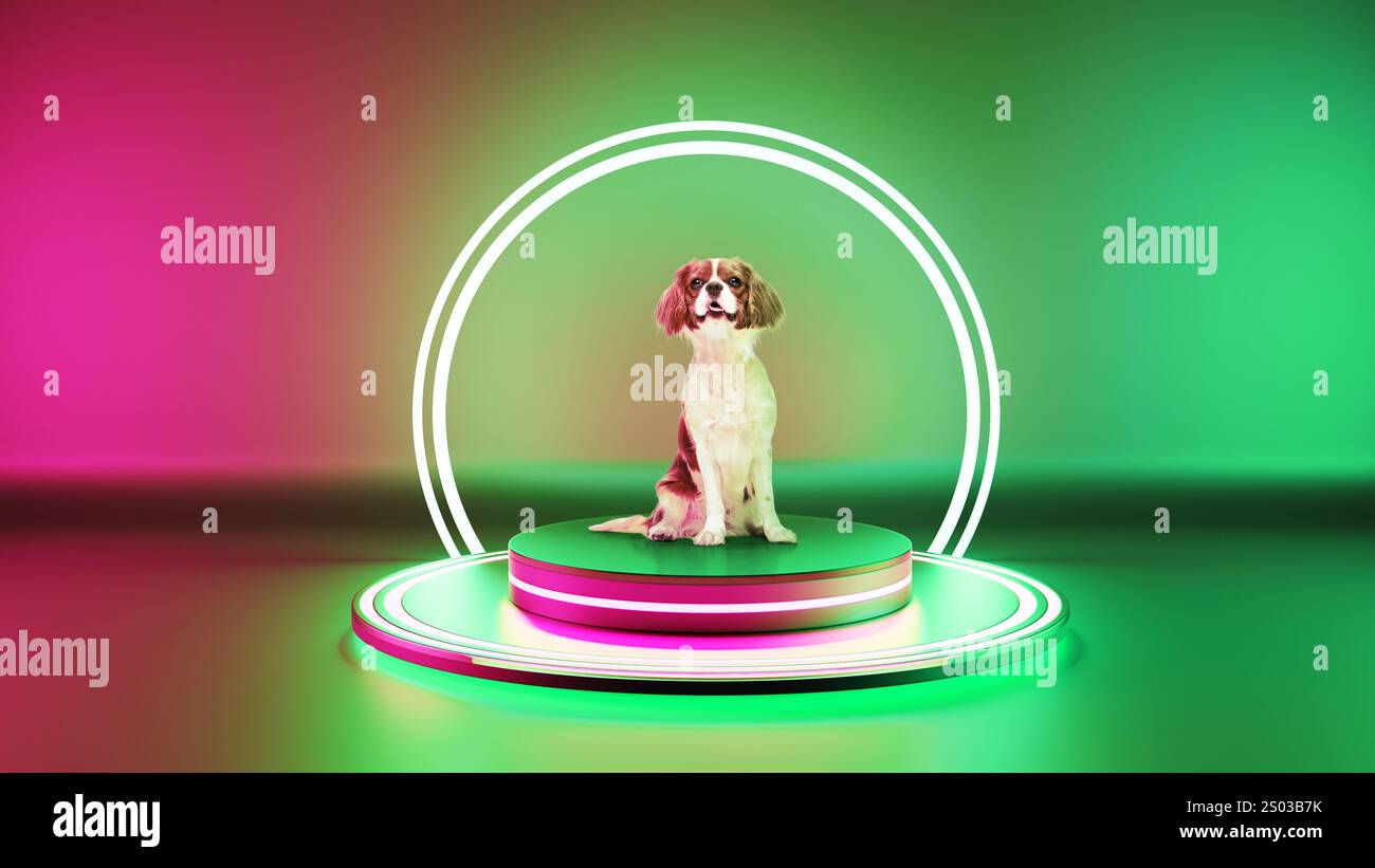 Cavalier King Charles Spaniel sits patiently on circular 3D platform ...