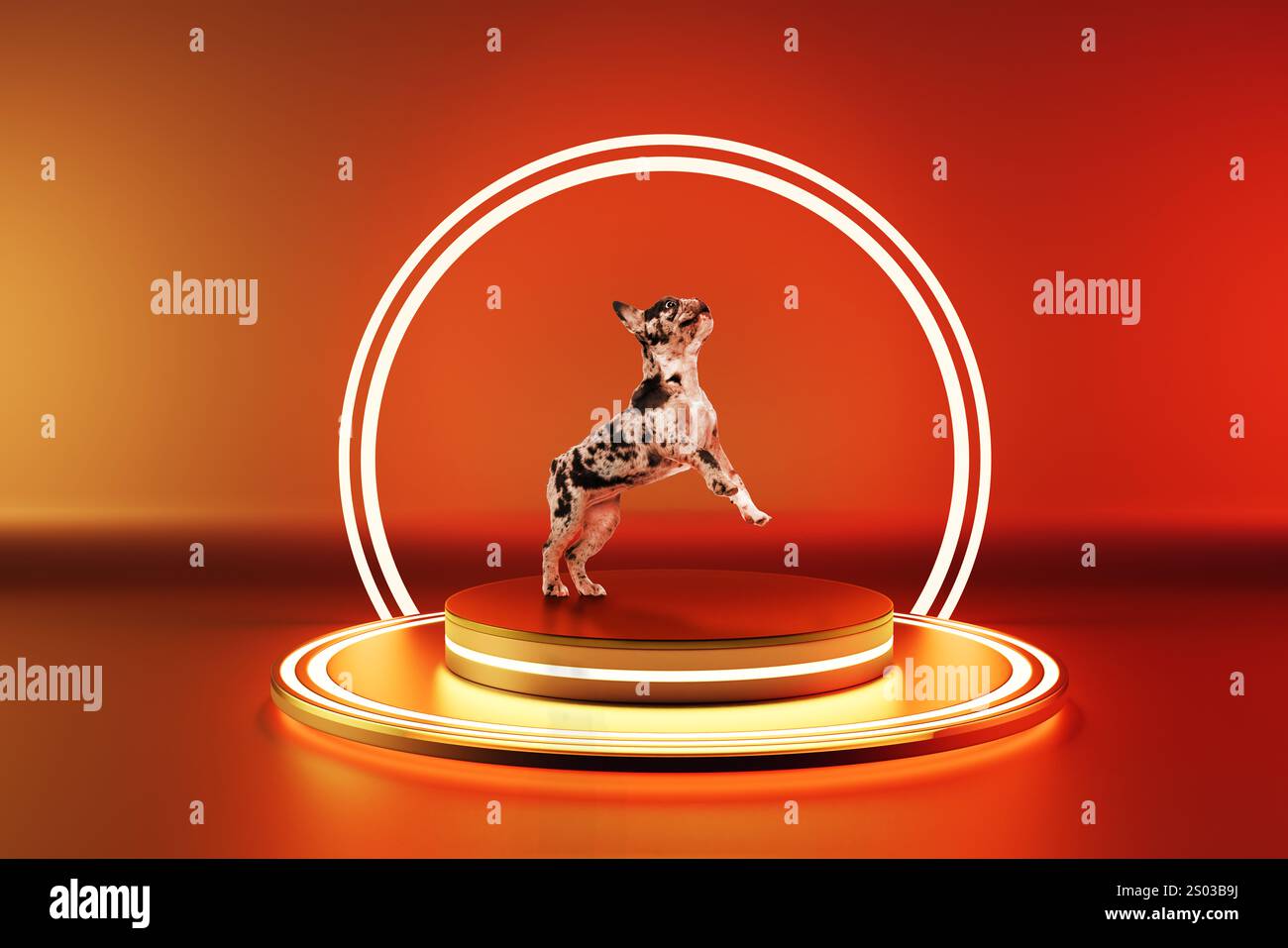 Playful French Bulldog stands on hind legs on circular 3D platform ...