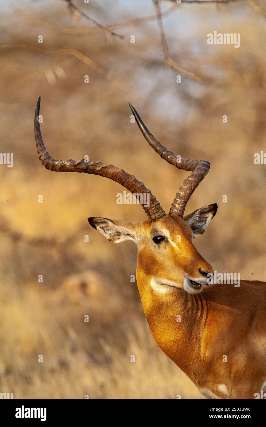 Portrait of impala male. Samburu, Kenya. Africa Stock Photo - Alamy