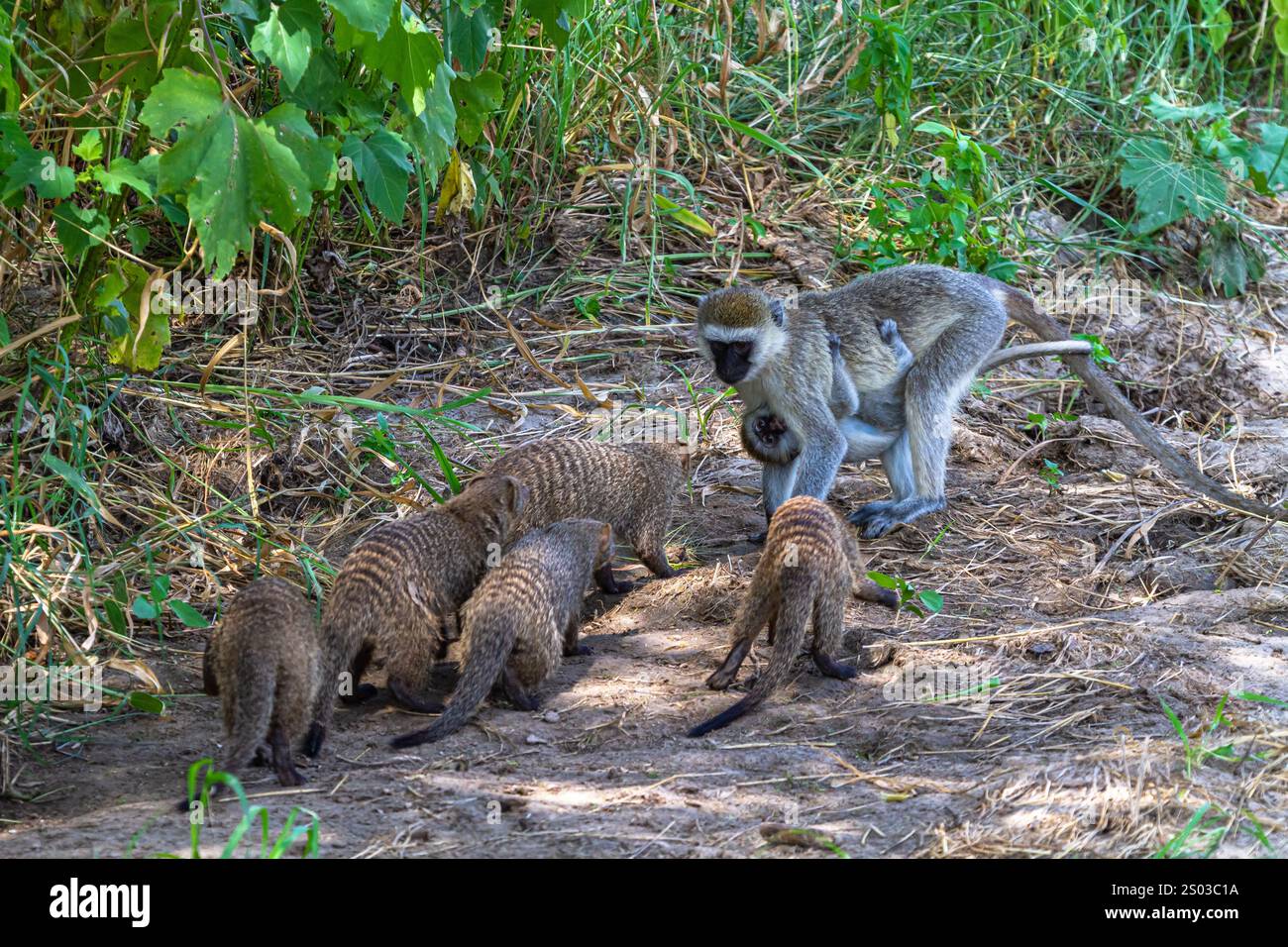 Green monkey with baby versus family of mongooses. Serengeti, Tanzania ...