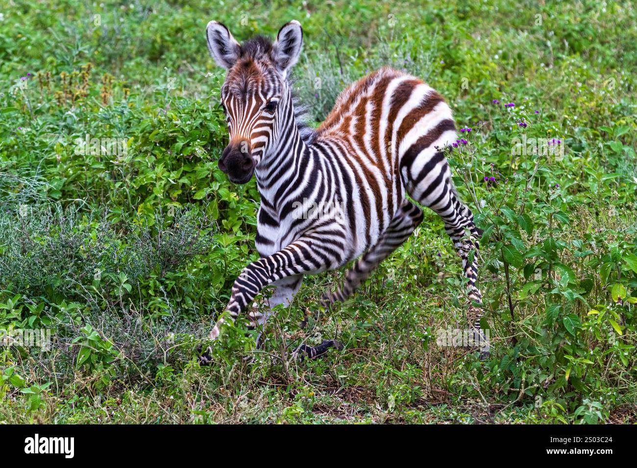 Zebra calf hi-res stock photography and images - Alamy