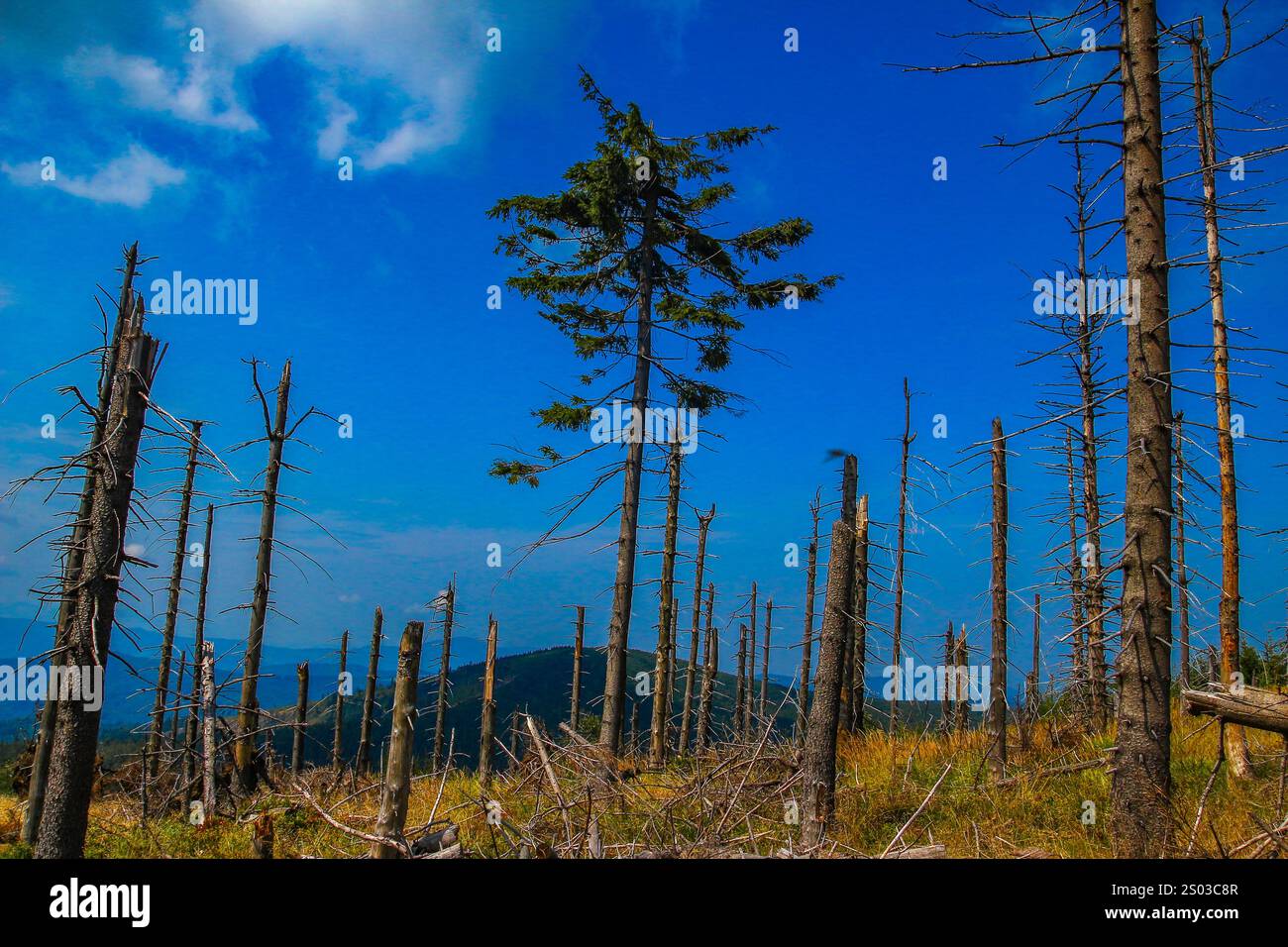Spring vegetation on a mountain trail in the Silesian Beskids, nature ...